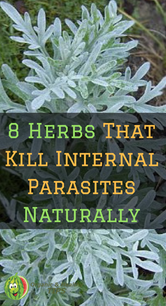 These Herbs Naturally Rid Your Body of Internal Parasites - Organic ...